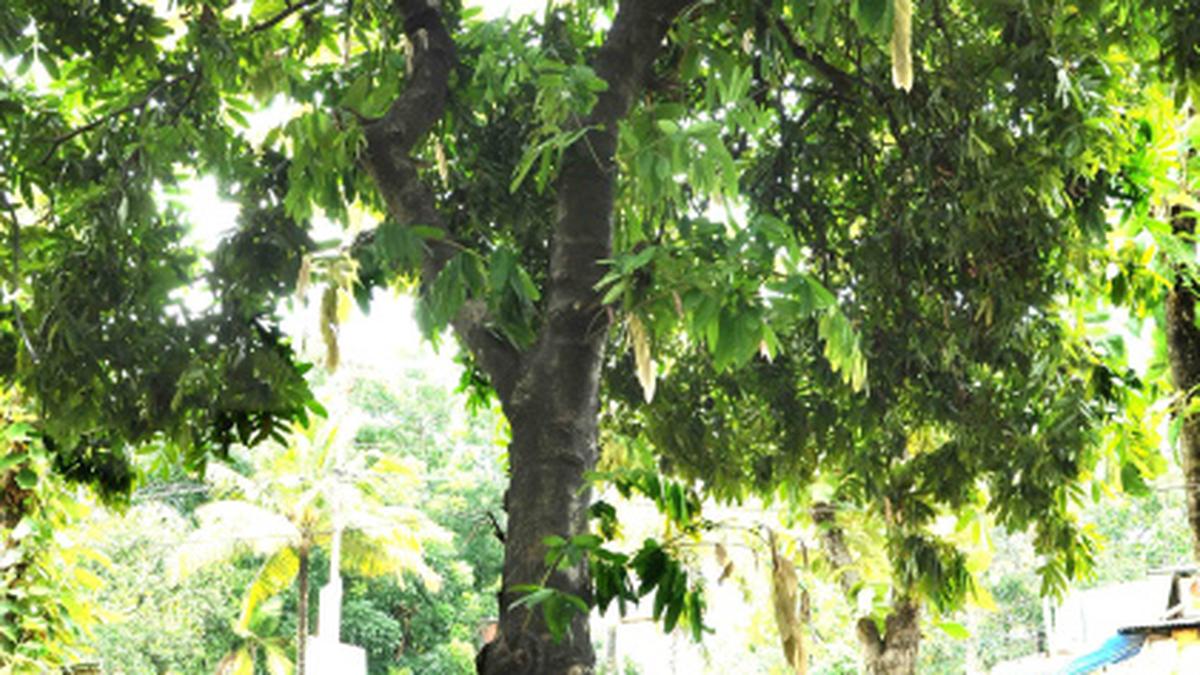 Programme launched to conserve Ashoka tree - The Hindu